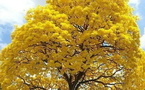 🌳 ¡Descubre las Increíbles Características del Árbol Lluvia de Oro! 🌼💚