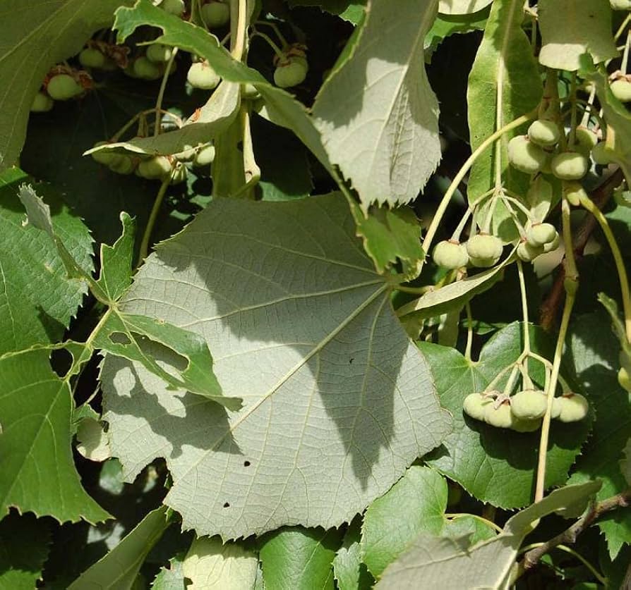 🌳 ¡Descubre las Sorprendentes Características del Fruto del Tilo ...