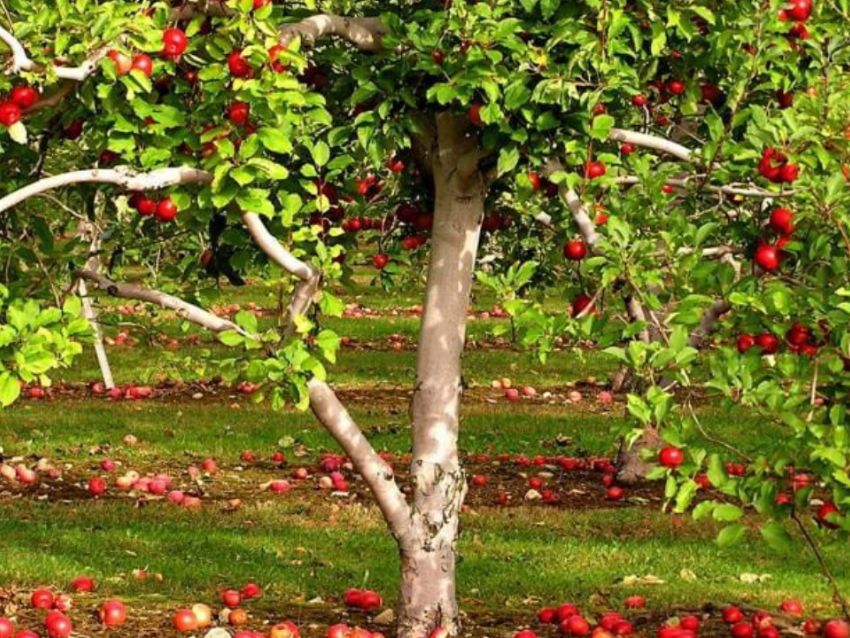 🌳 ¡Descubre los 5 Secretos para Acelerar el Crecimiento de tu Manzano! 🍏💨