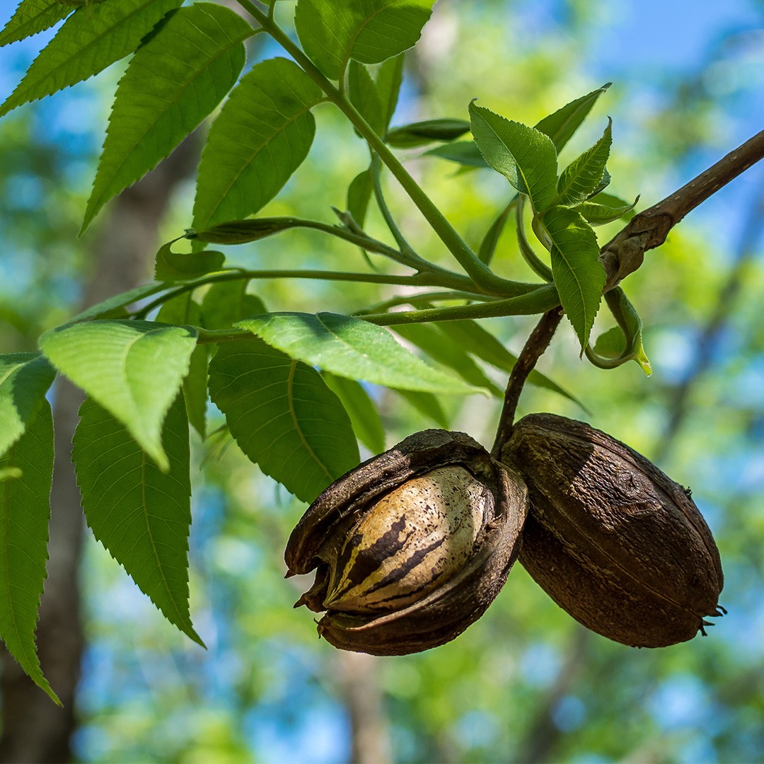 🌳🌰 ¡Descubre los 7 Aspectos Clave al Plantar un Árbol de Nuez Pecán! 🌟
