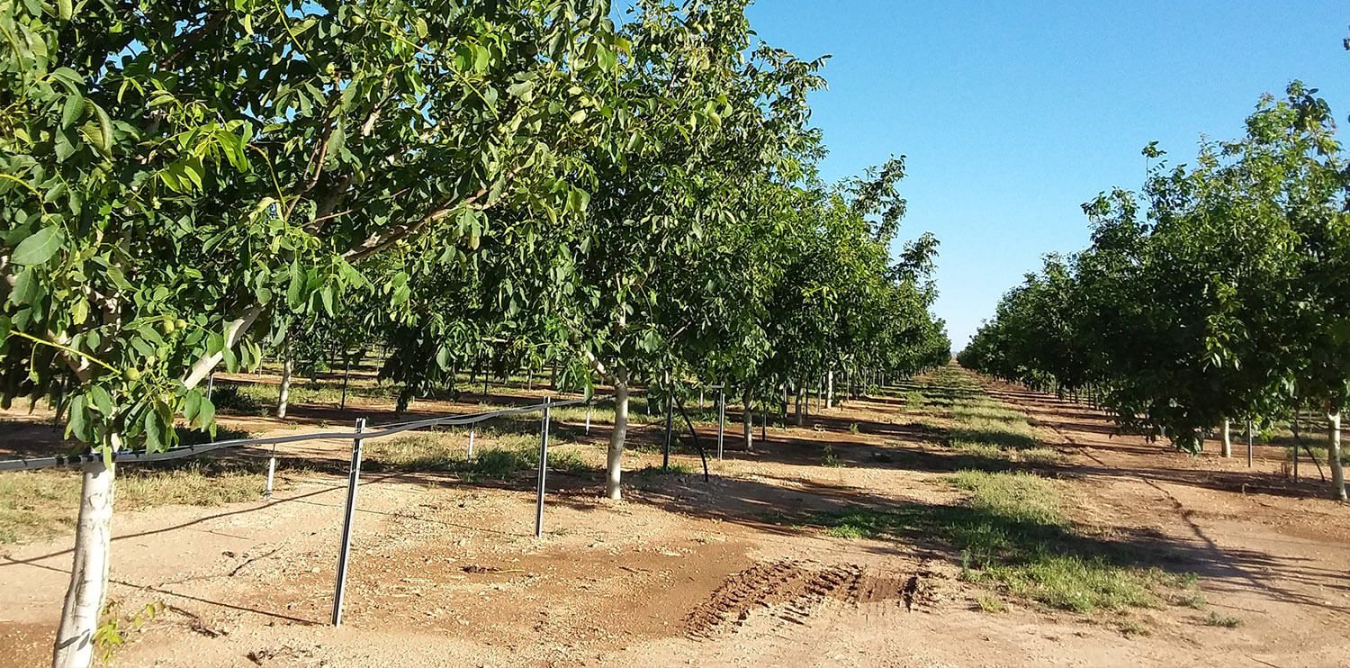 🌳💧 ¡Descubre la Cantidad Perfecta de Agua para tu Nogal Adulto! 🌟