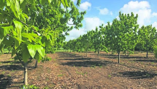 🌳💧 ¡Sorprendente! Agua y Fertilización: Clave para Castaños Saludables 🍂