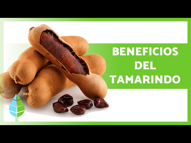 🌴 ¡Descubre el Clima Tropical y sus Increíbles Beneficios para el ...