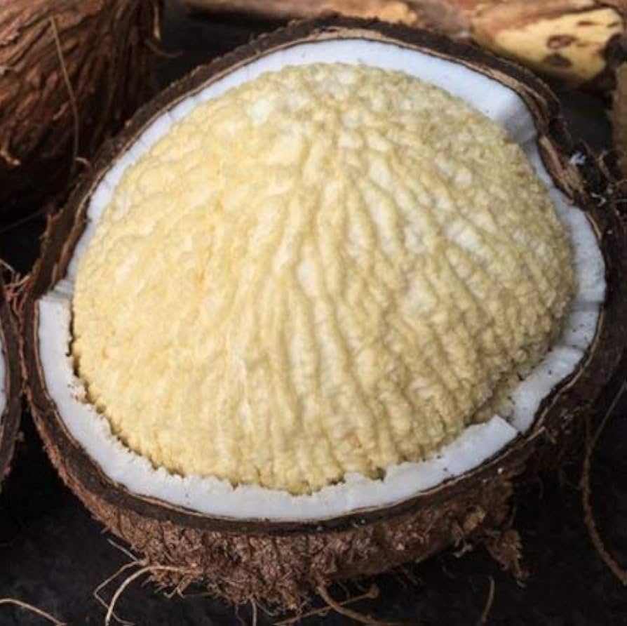 🌴 ¡Descubre el Coco Germinado! 🍈 Su Impacto Sorprendente en la ...