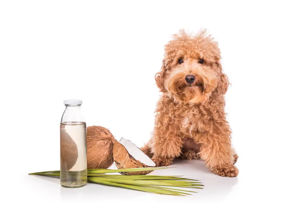 🌴 ¡Descubre el Coco Germinado para Mascotas que Transformará su Salud! 🐾