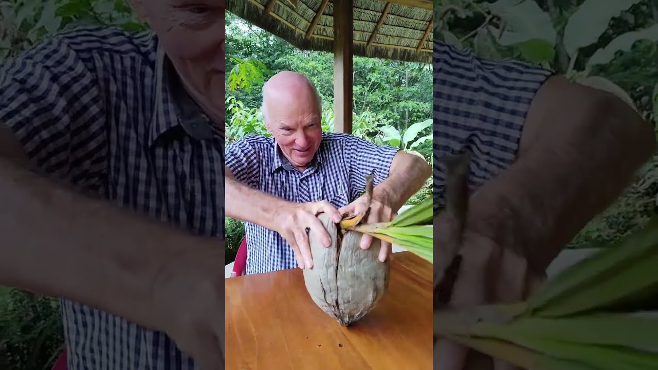 🌴 ¡Descubre el secreto del Coco Germinado al Sol! ☀️ ¡Aquí está la clave!