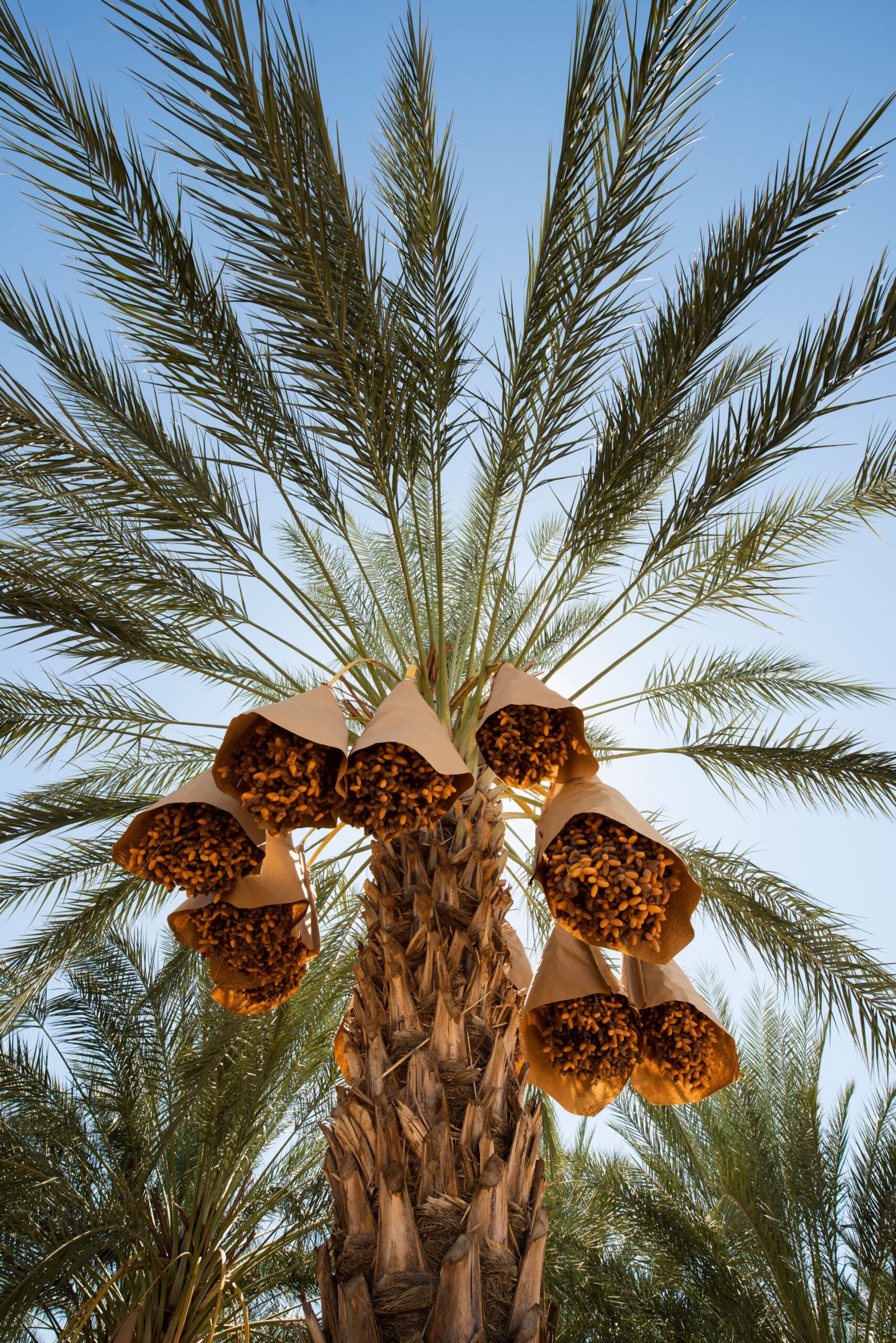 🌴 ¡Descubre las Claves! Características del Suelo para Palmera Dátilera 🍏