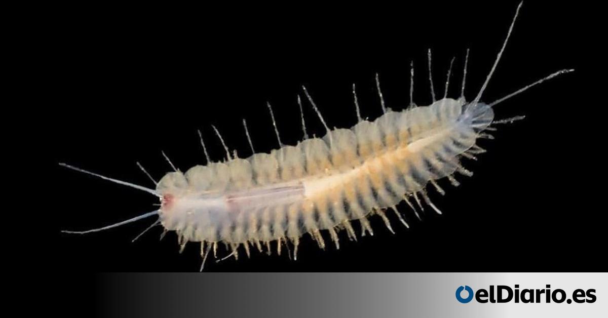 🌴 ¡Descubre las Sorprendentes Causas de Infestación de Gusanos en ...