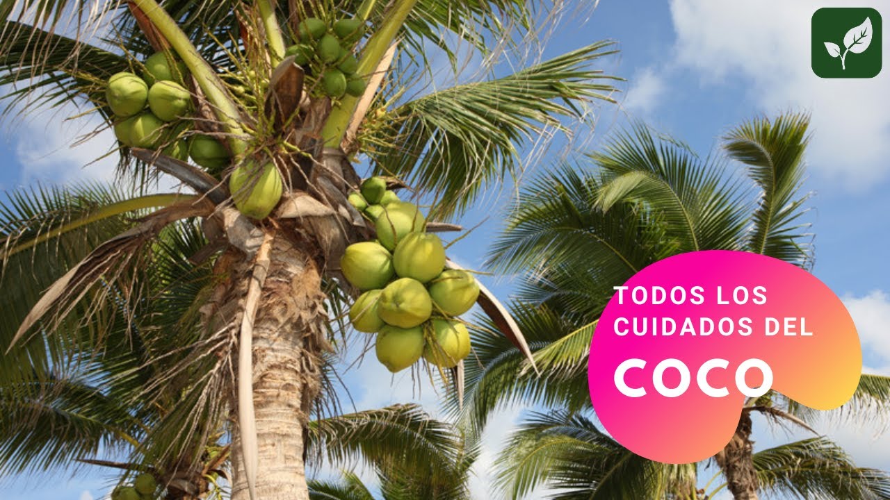 🌴 ¡Descubre los secretos del Coco Germinado! 🌱 Cuidados Esenciales aquí!