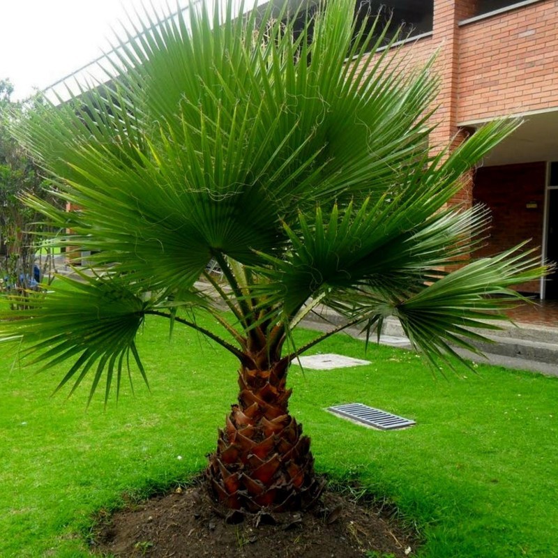 🌴 ¡Inspírate! Casos de Éxito en el Cultivo de Palmeras Washingtonia 🚀