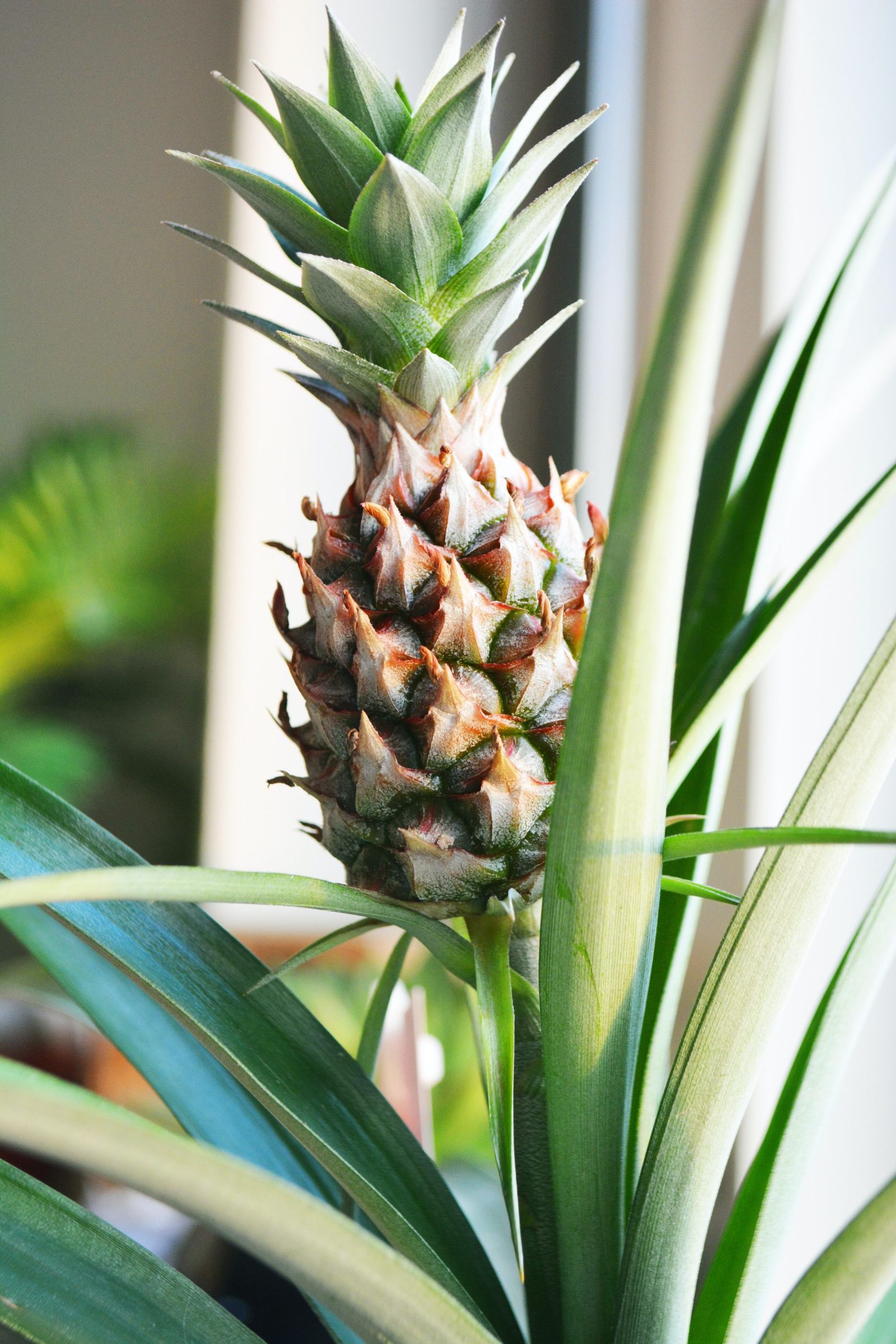🌴 ¡Descubre el Clima Ideal para Cultivar Piña! 🍍 Cuidados y Tips Aquí!