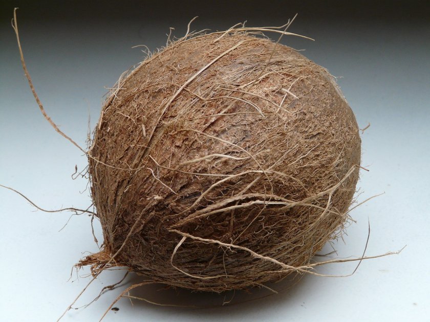 🌴 ¡Descubre el Poder del Coco Marrón como Energía Natural! 🍃💪