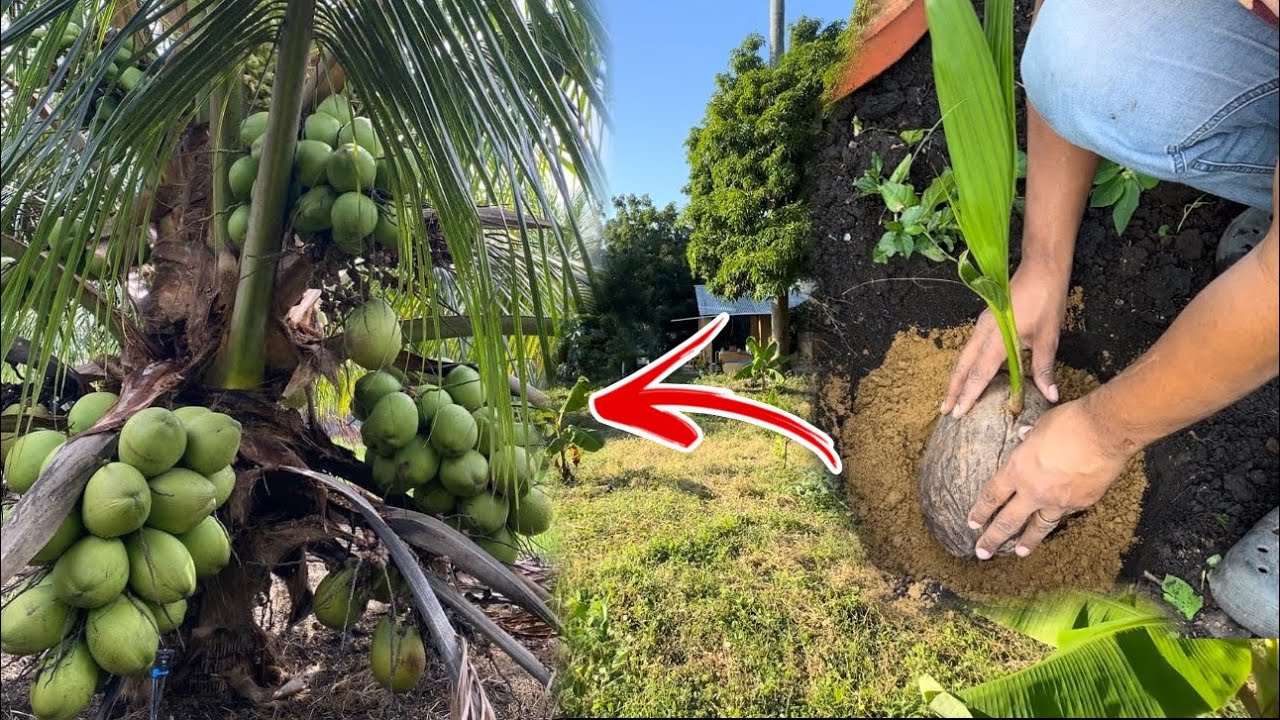 🌴 ¡Descubre el Secreto del Coco en Tierra: Cómo Brota Reviven! 🥥🌱