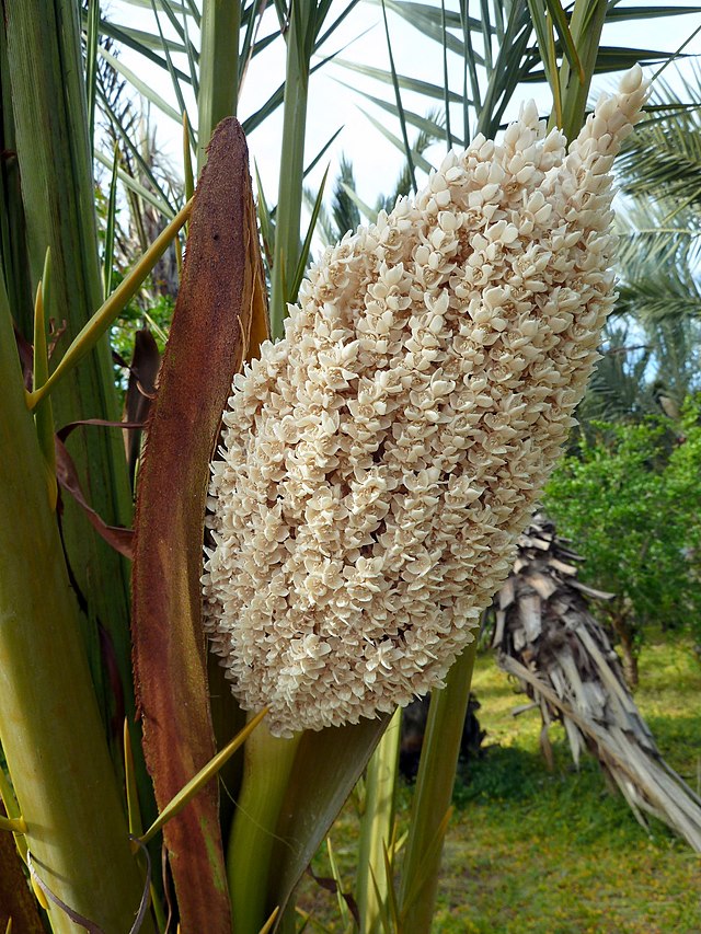 🌴 ¡Descubre las Sorprendentes Características de las Flores de la ...