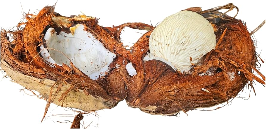 🌴 ¡Descubre el Coco Germinado: Tu Aliado para una Digestión Perfecta!🍽️🥥