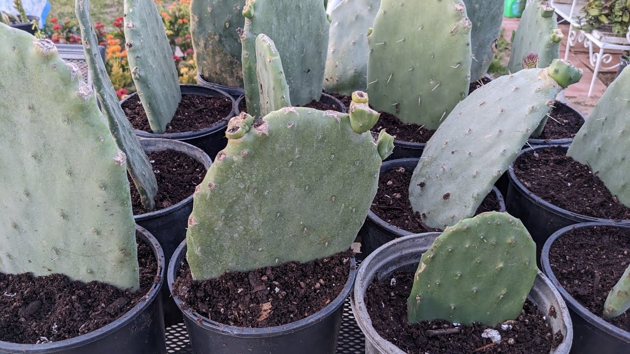 🌵 ¡Descubre Cada Cuánto Riego un Nopal en Maceta! 🌿 Tips Infalibles 🍃