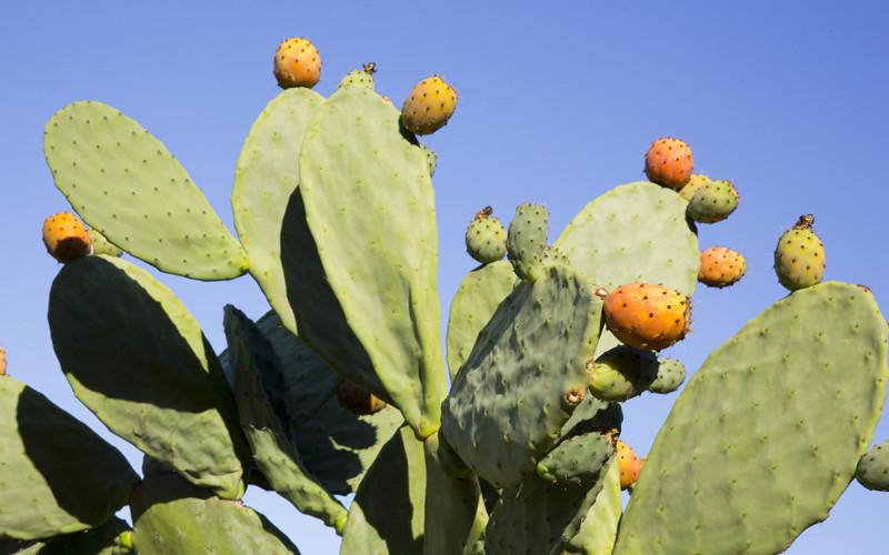 🌵 ¡Descubre el Ciclo de Vida del Nopal y Cómo Cultivar Pencas ...