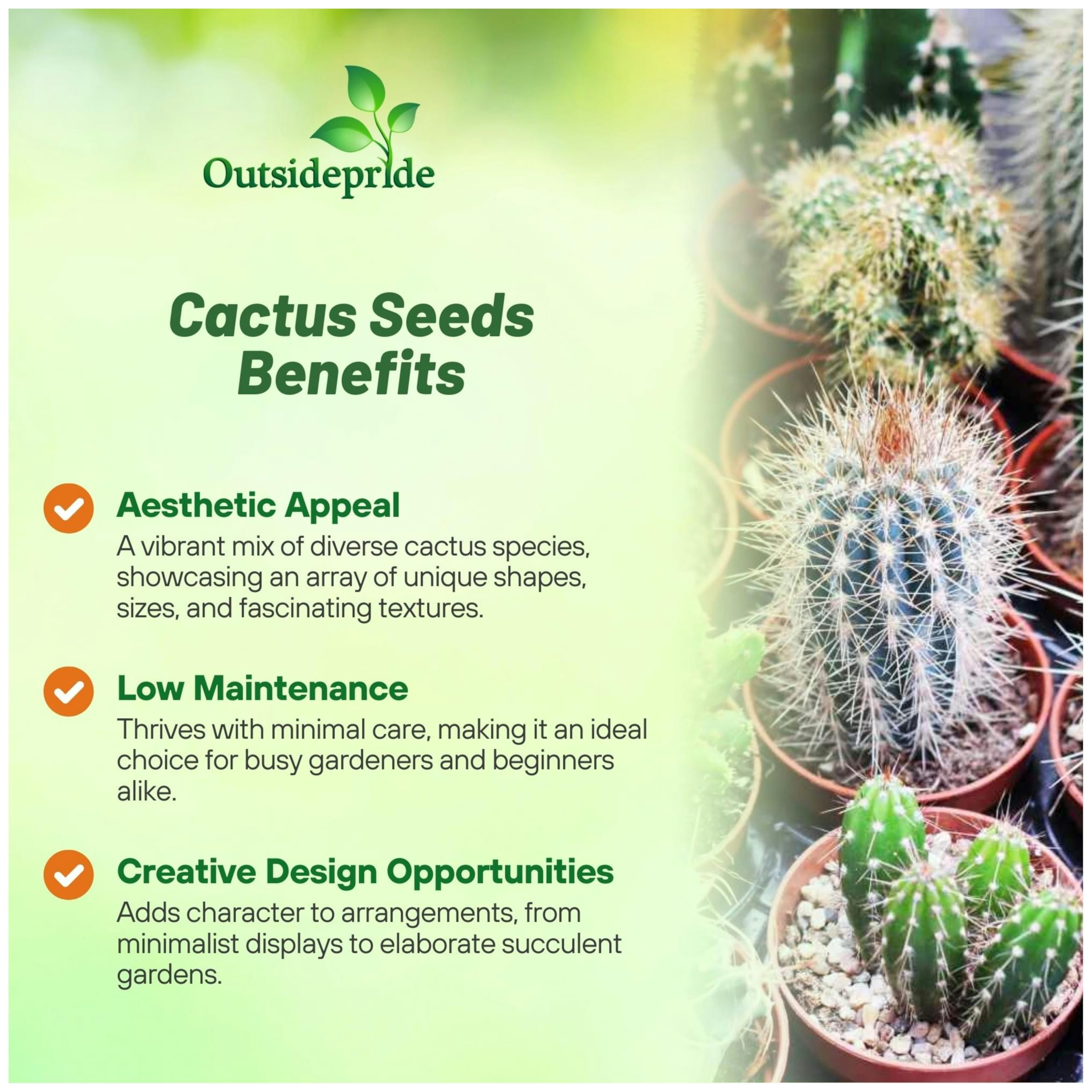 🌵 Descubre las Increíbles Características de una Semilla de Cactus 🌱