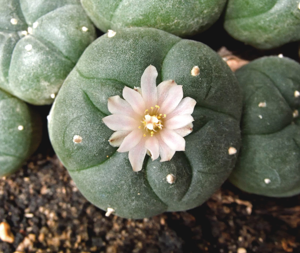 🌵 ¡Descubre las Sorprendentes Características del Peyote Hembra! 🌼