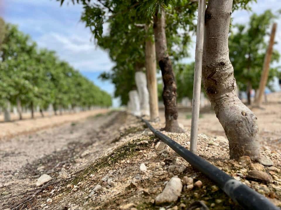 🌵💧 ¡Almendras en Temporadas Secas! Estrategias de Riego que Funcionan 💪