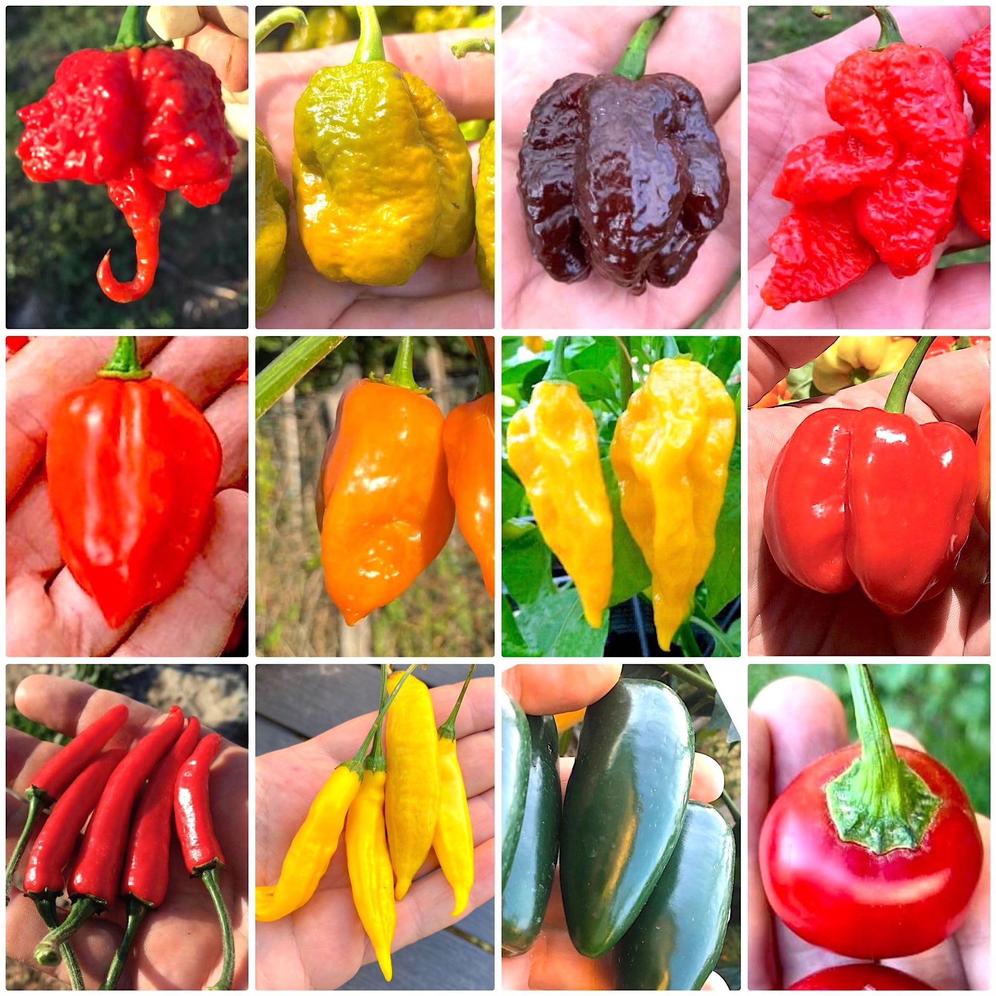 🌶️ ¡Descubre las Mejores Variedades de Chiles Que Puedes Cultivar Desde ...