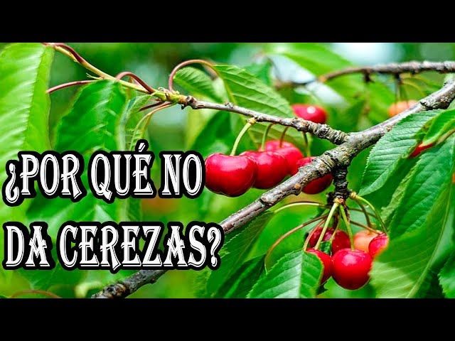 🌸 Cerezos sin Frutos Descubre Soluciones Sorpresivas Aquí! 🍒