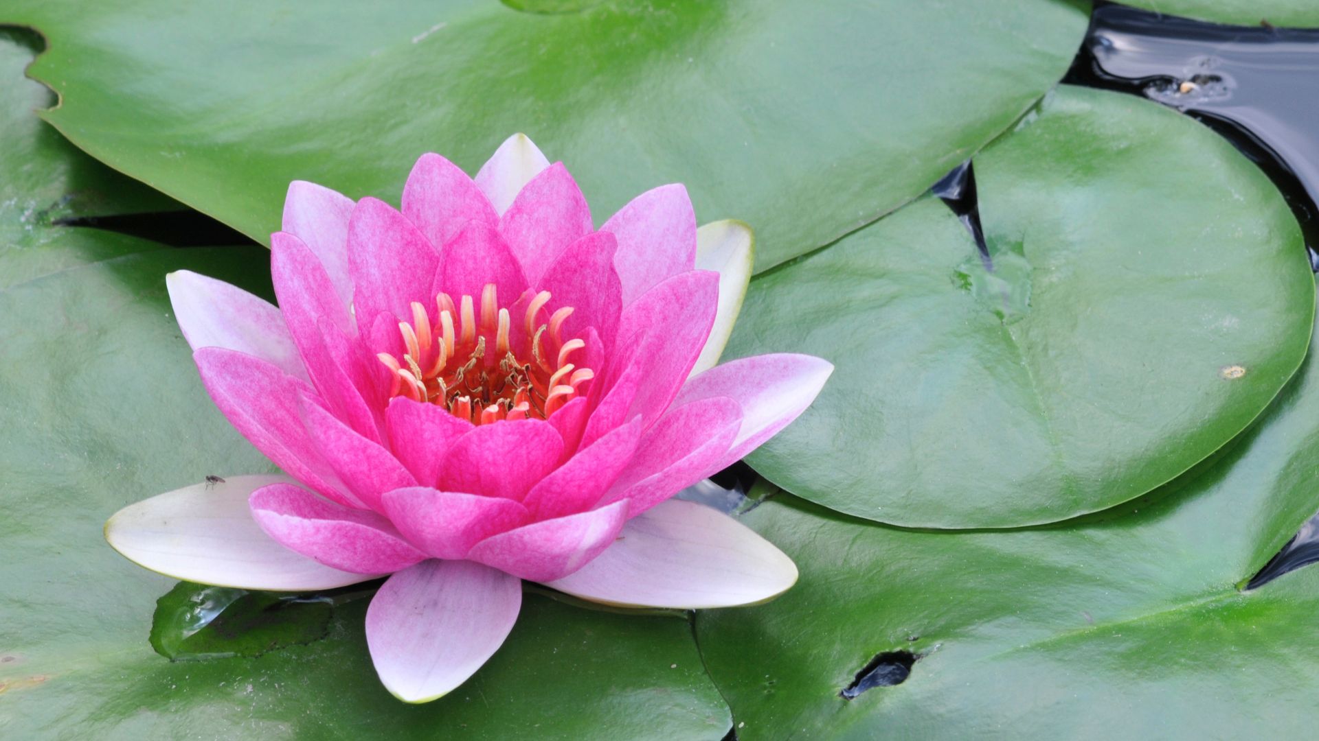 🌸 ¡Descubre el Ciclo de Vida Completo del Nenúfar! 🪸 Todo lo que ...