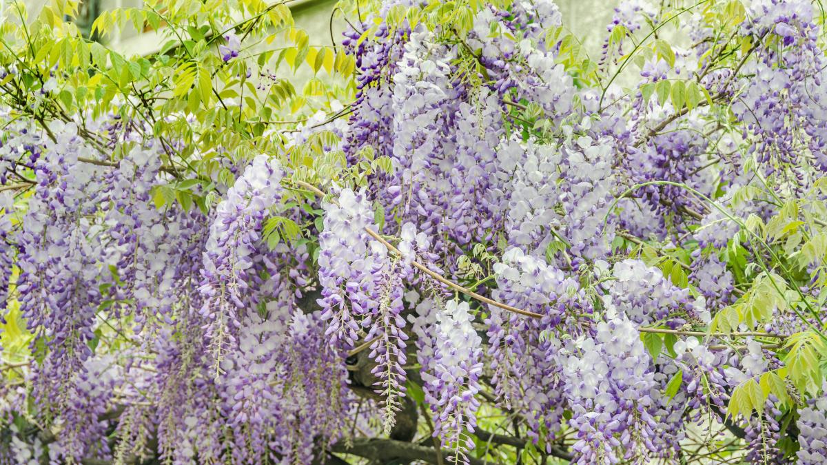 🌸 ¡Descubre el Ciclo de Vida de la Flor de Glicina! 🌱 Fascinante y Único!