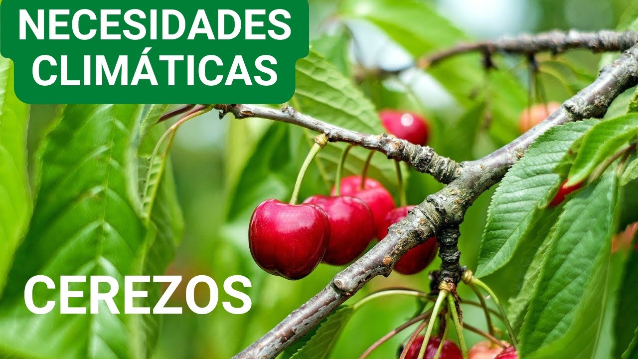 🌸 Descubre el Clima Perfecto para Cultivar Cerezas 🍒 y Cuándo Cosechar ...