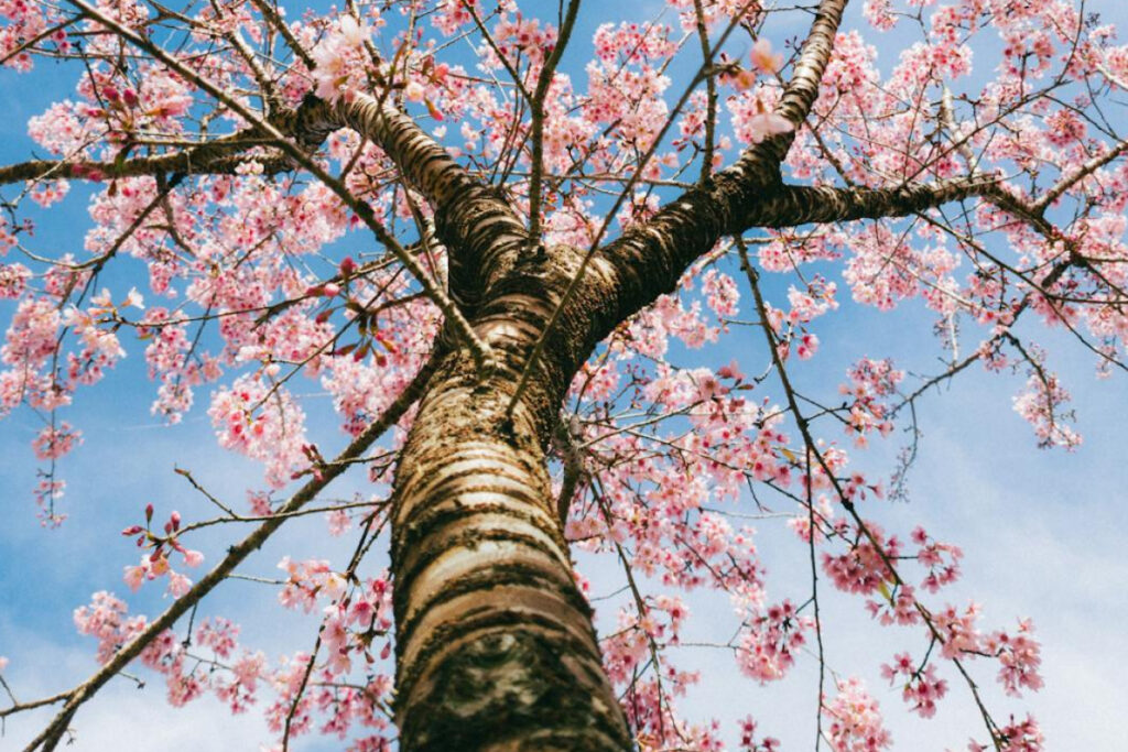 🌸 ¡Descubre las Claves del Cerezo! Características que Potencian su ...
