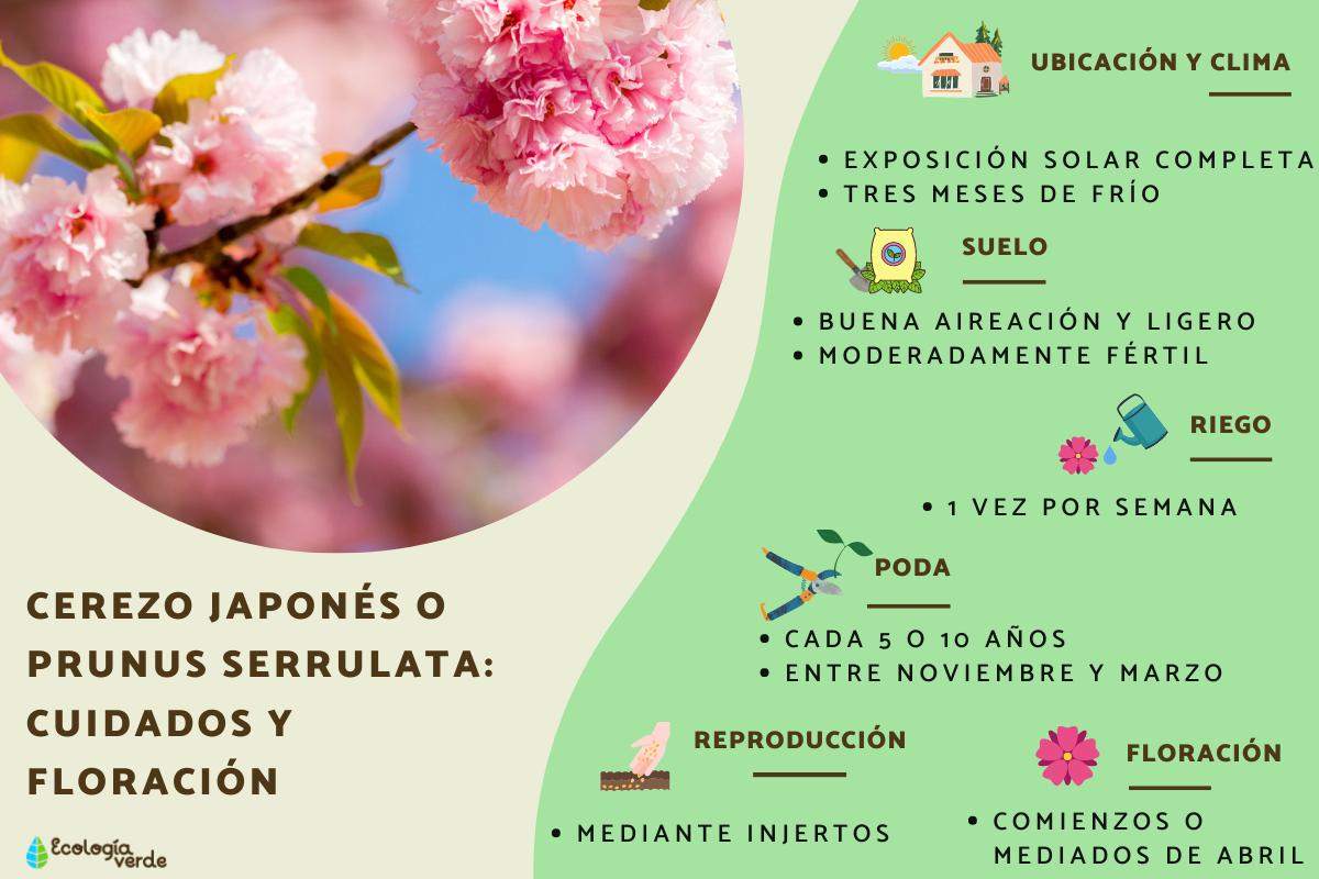🌸 ¡Descubre los Secretos de los Cerezos en Cada Región! 🌸 Cuidados Clave