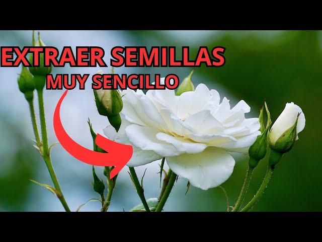 🌹 ¡Adiós al Mal Desarrollo de Semillas de Rosa! Descubre Cómo 💪
