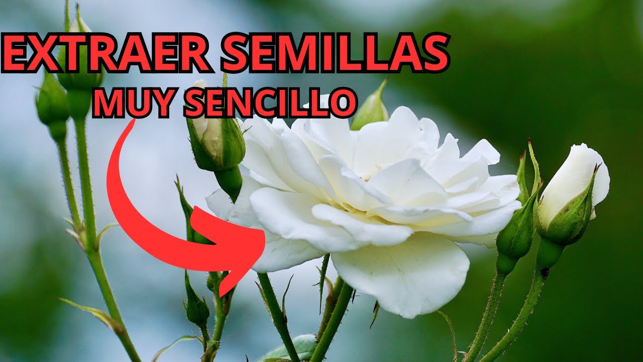 🌹 ¡Descubre las 5 Causas Ocultas del Fracaso al Sembrar Semillas de Rosa! 🌱