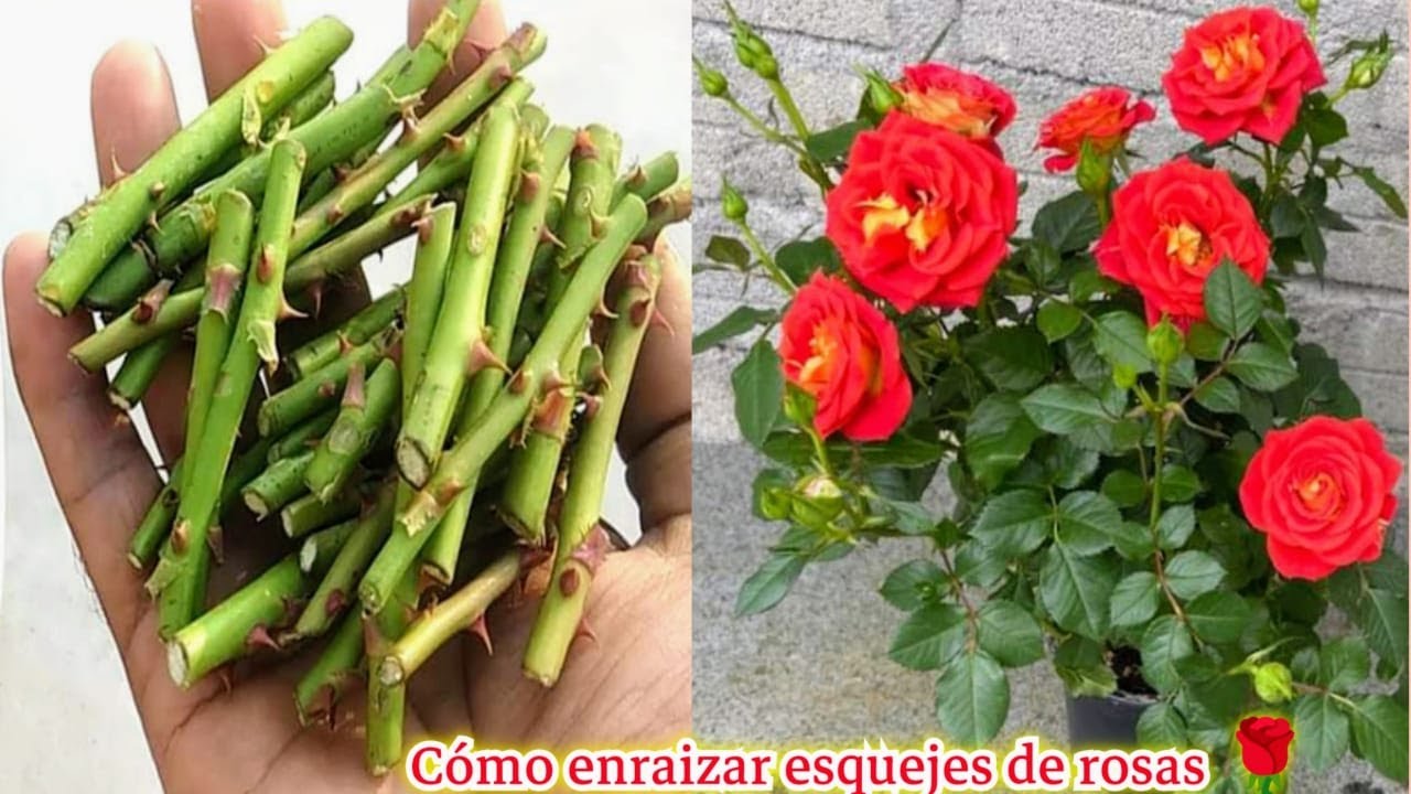 🌹 ¡Descubre las Claves para Rosales Sanos Después de Enraizar! 🌿