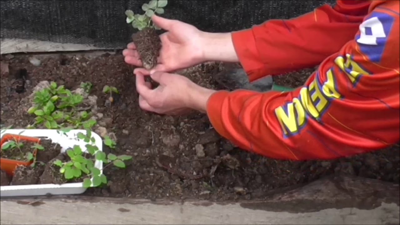 🌹💰 ¡Descubre cómo ahorrar dinero cultivando rosales desde semillas! 🌱