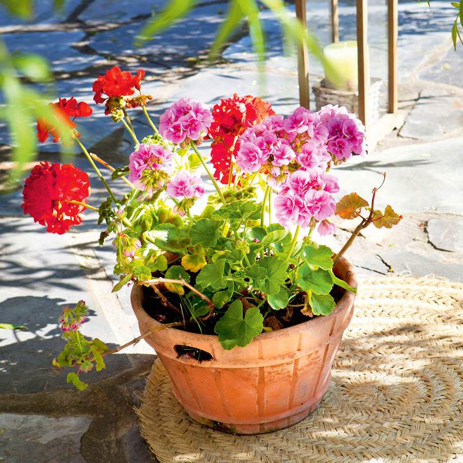 🌺 ¡Descubre el Ciclo de Vida de los Geranios! Cuida tus Plantas 🌱