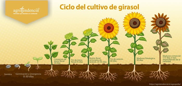 🌻 ¡Descubre el Ciclo de Vida de los Girasoles! 🕒 Florecen y Cosechan 🚜
