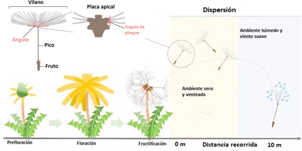 🌼 ¡Descubre 5 Actividades Educativas sobre la Dispersión de Dientes de ...