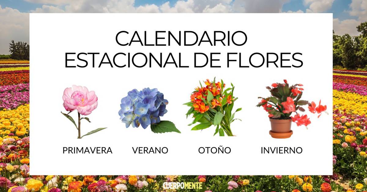 🌼 ¡Descubre el Calendario de Floración de Plantas! 🌸 La Guía Esencial 🌺