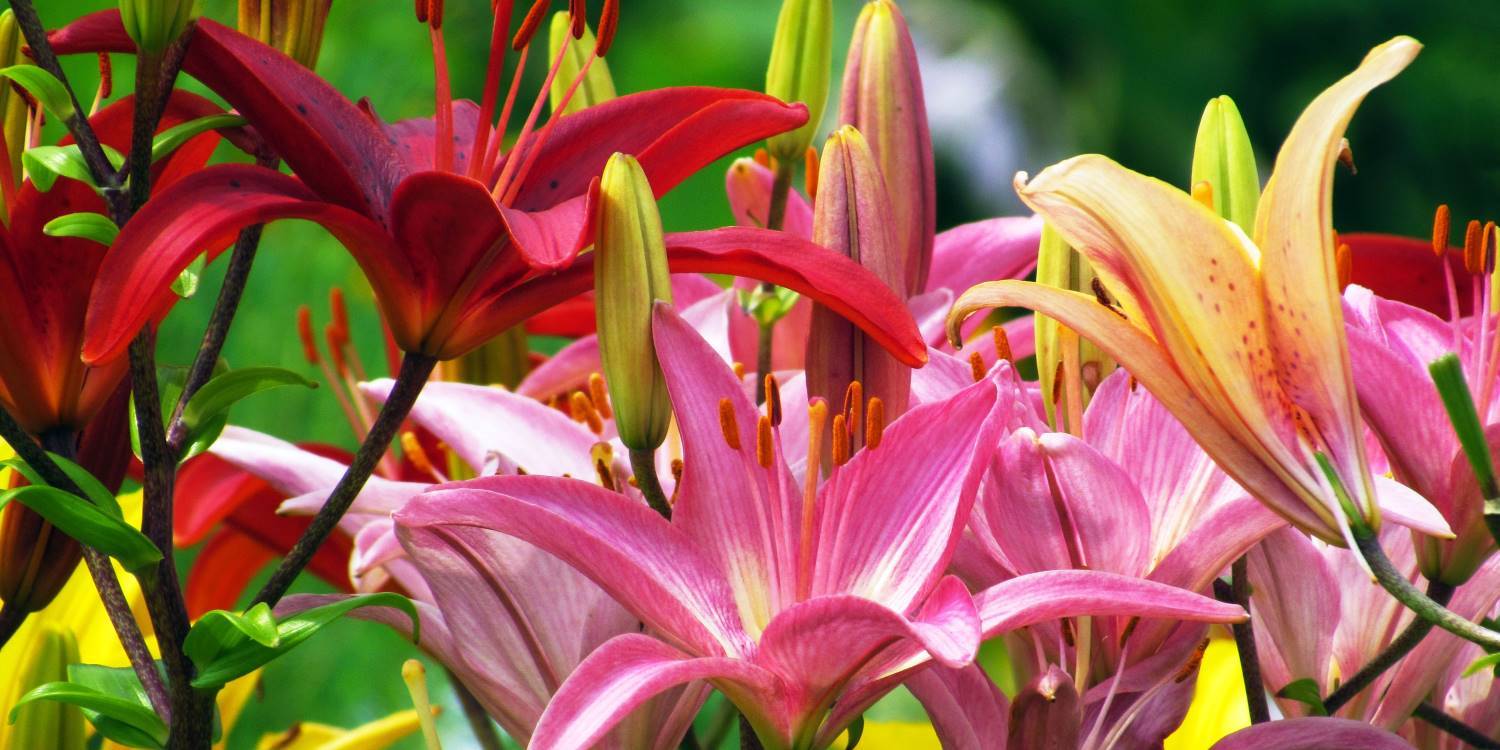 🌼 ¡Descubre la Clasificación de Lirios según su Floración! 🌸