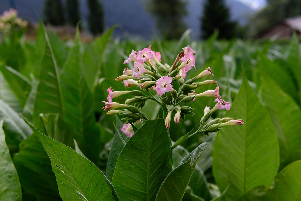 🌼 ¡Descubre las Sorprendentes Características de la Flor del Tabaco! 🌿