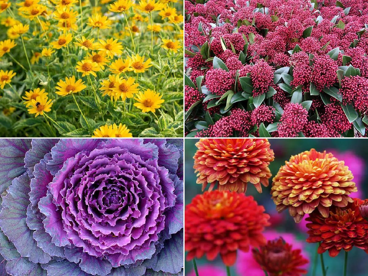 🌼 ¡Descubre los Colores de Flores de Otoño que Te Dejarán Sin Aliento! 🍂🌸