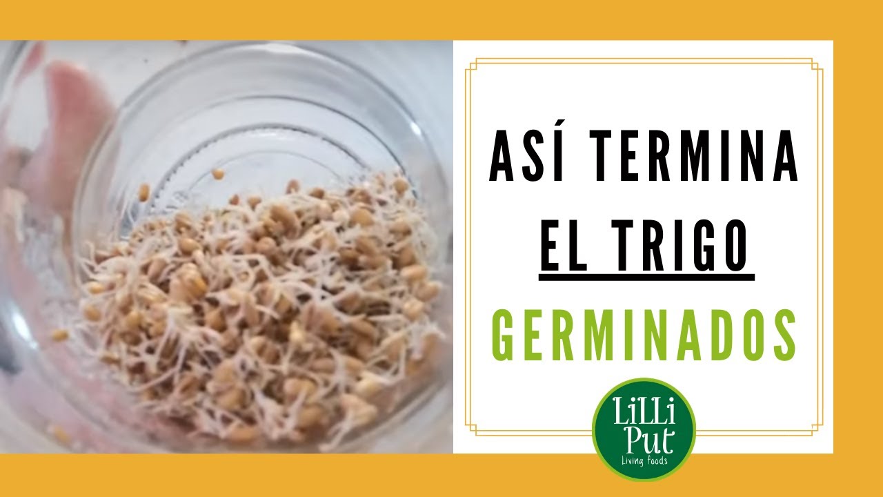 🌾 "¡Descubre el Secreto del Almacenamiento de Trigo Germinado en Climas ...