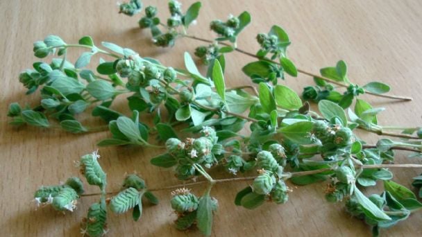 🌿 Ahorra Dinero Cultivando Tu Propio Orégano en Casa ¡Descubre Cómo! 💰
