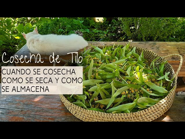 🌿 ¡Descubre Cómo Conservar el Fruto de Tilo! 🍃 Almacenamiento Perfecto 🌟