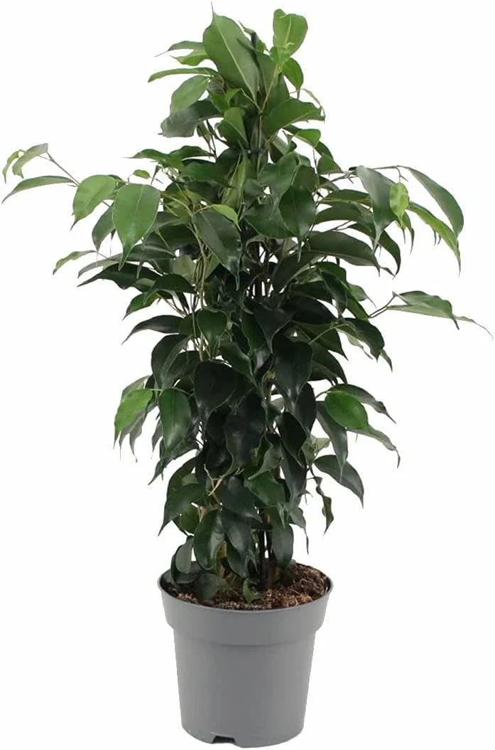 🌿 ¡Descubre Dónde Colocar un Ficus! 🏡 Claves para la Ubicación Ideal 🌟