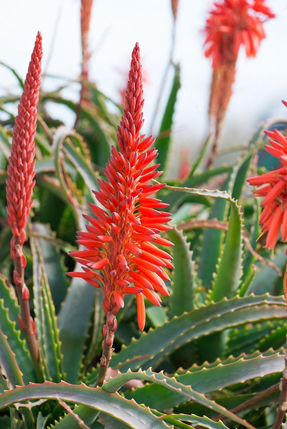 🌿 ¡Descubre el Aloe Vera Rojo! 🌟 Información Botánica Reveladora 🌱