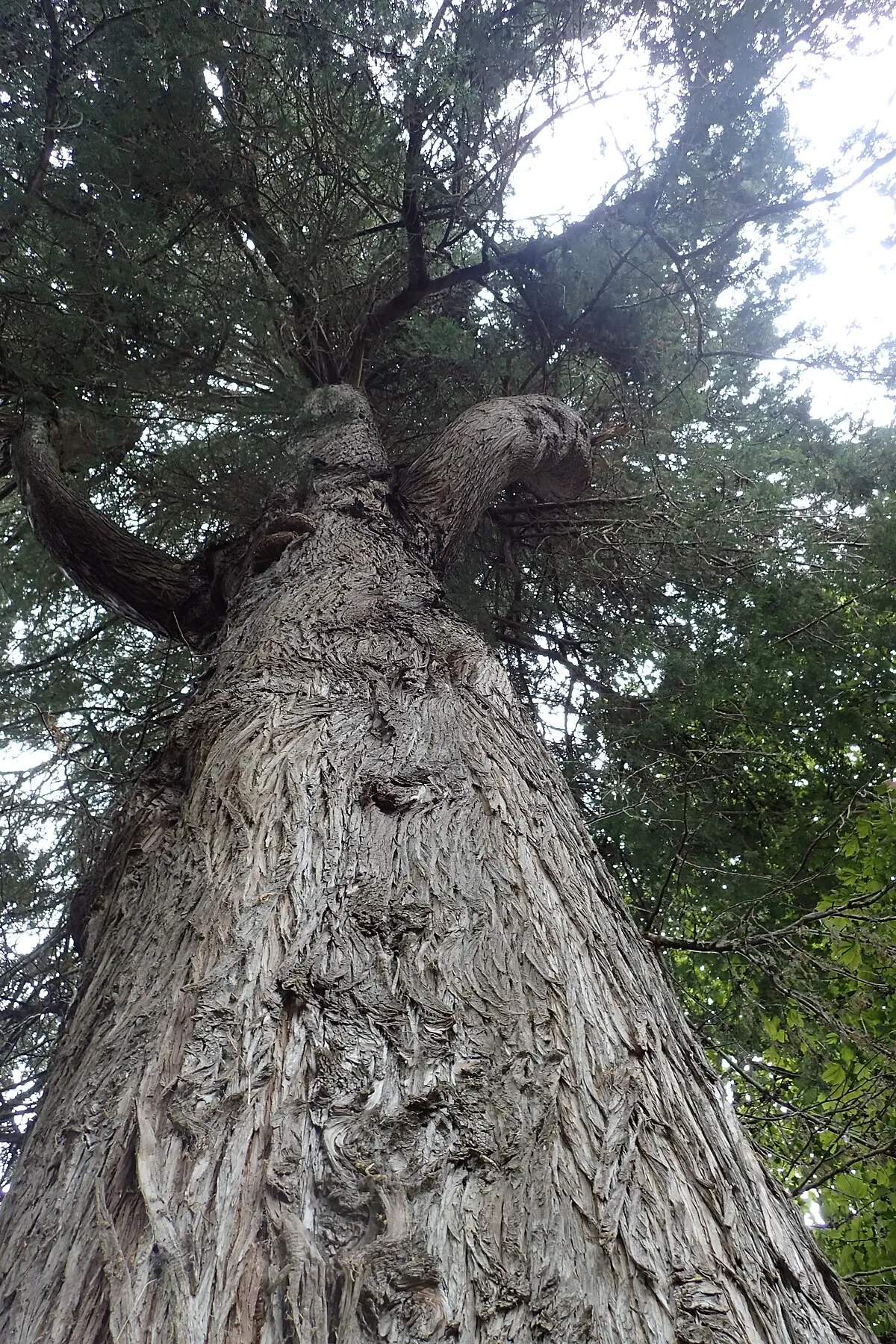 🌿 ¡Descubre el Cedro Blanco! Cómo reproducirlo y sacarle PROVECHO 🌳