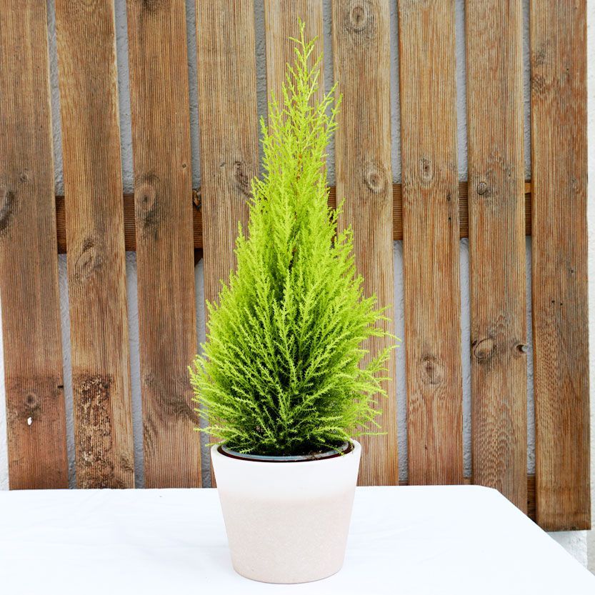 🌿 Descubre el Ciprés: Su Impacto Sorprendente en la Jardinería 🌳
