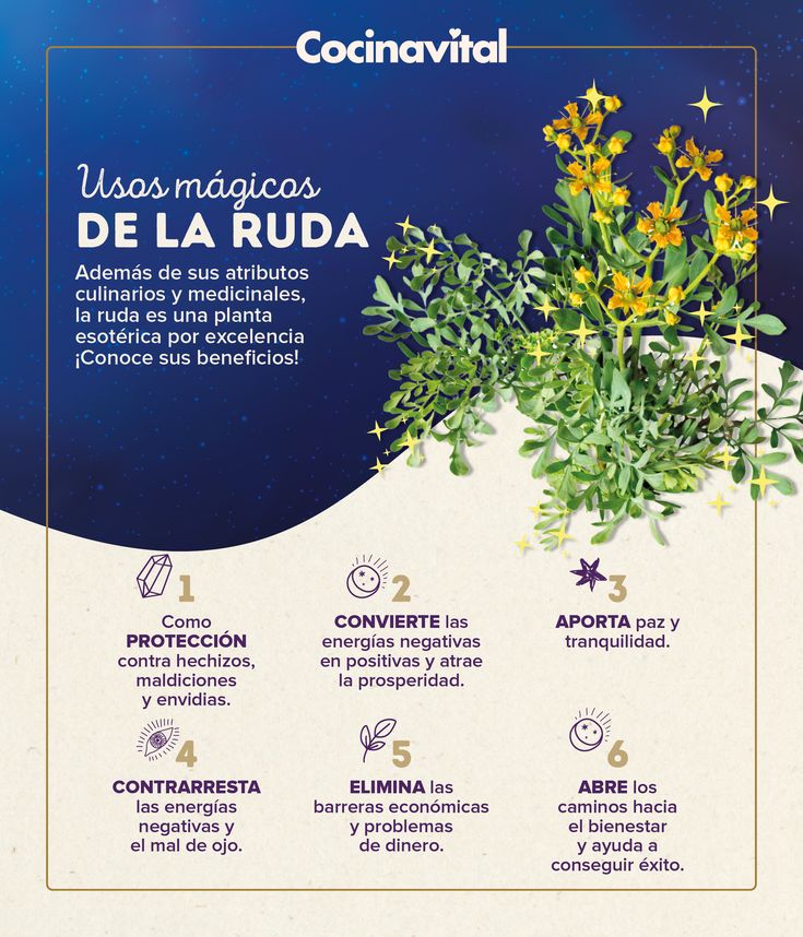 🌿 ¡Descubre el Poder de la Ruda en tu Ventana! 🪄 ¡Transforma tu Hogar!